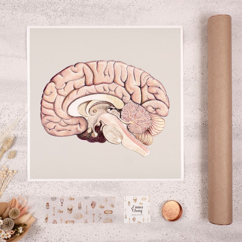 Brain Cross Section Art Print Human Anatomy Doctor Nurse Gift - Etsy