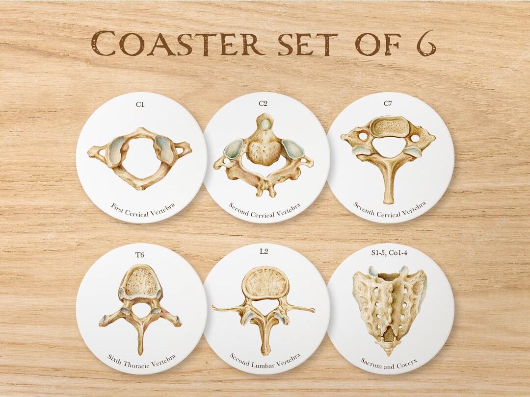 Spine Vertebrae Absorbent Coasters Set of 6 Therapist Neurology ...