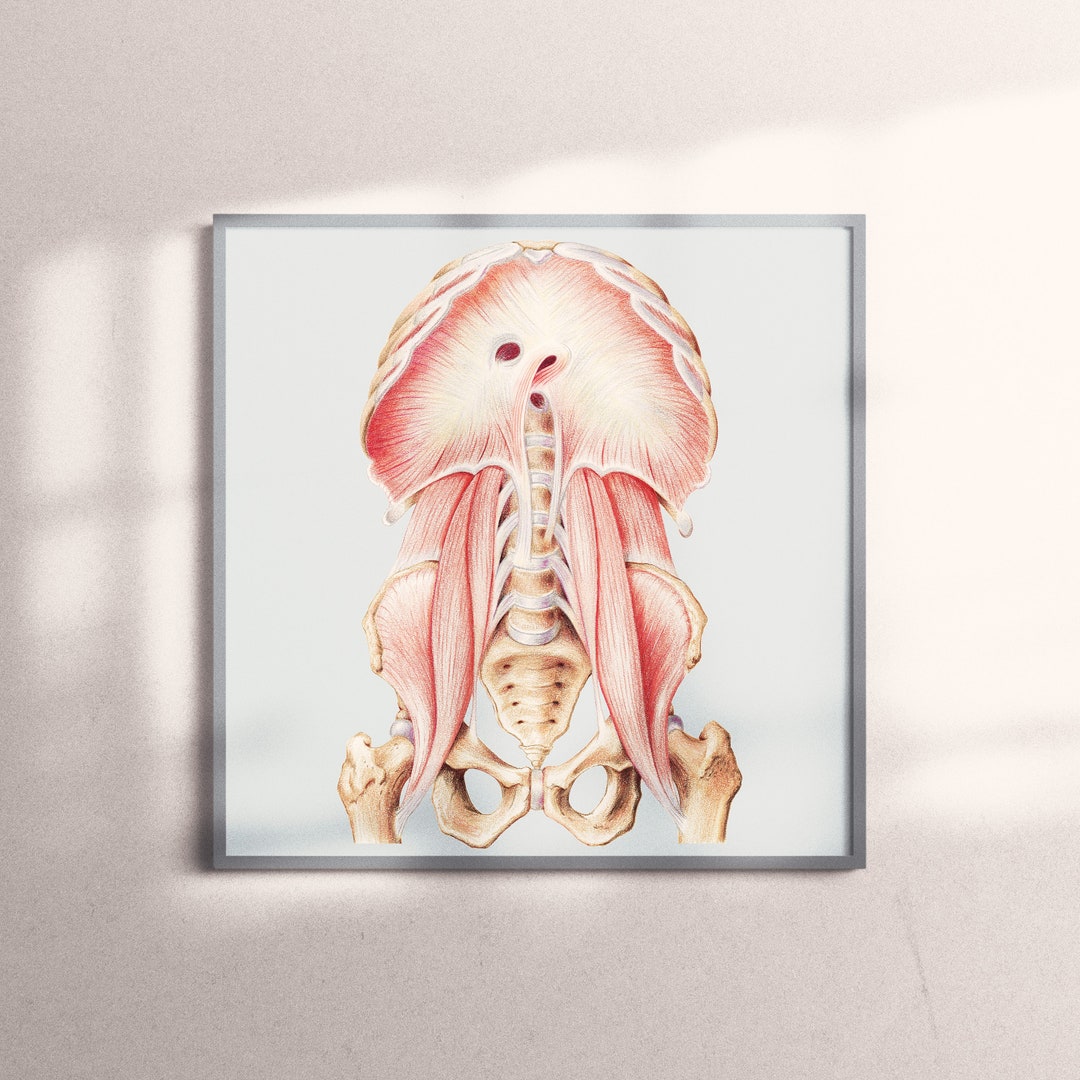 Art Print-diaphragm and Surroundings Doctor Gift, Nurse Gift, Medical ...