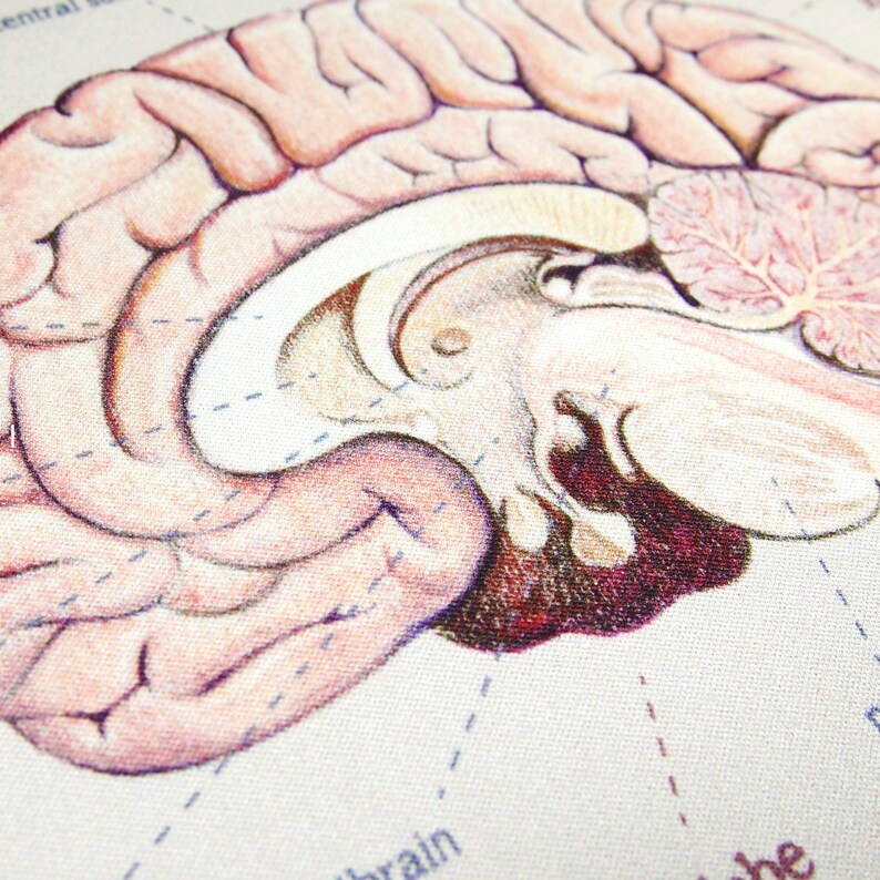 Brain Anatomy Art Mouse Mat, Mouse Pad, Gift for Doctor, Medical ...