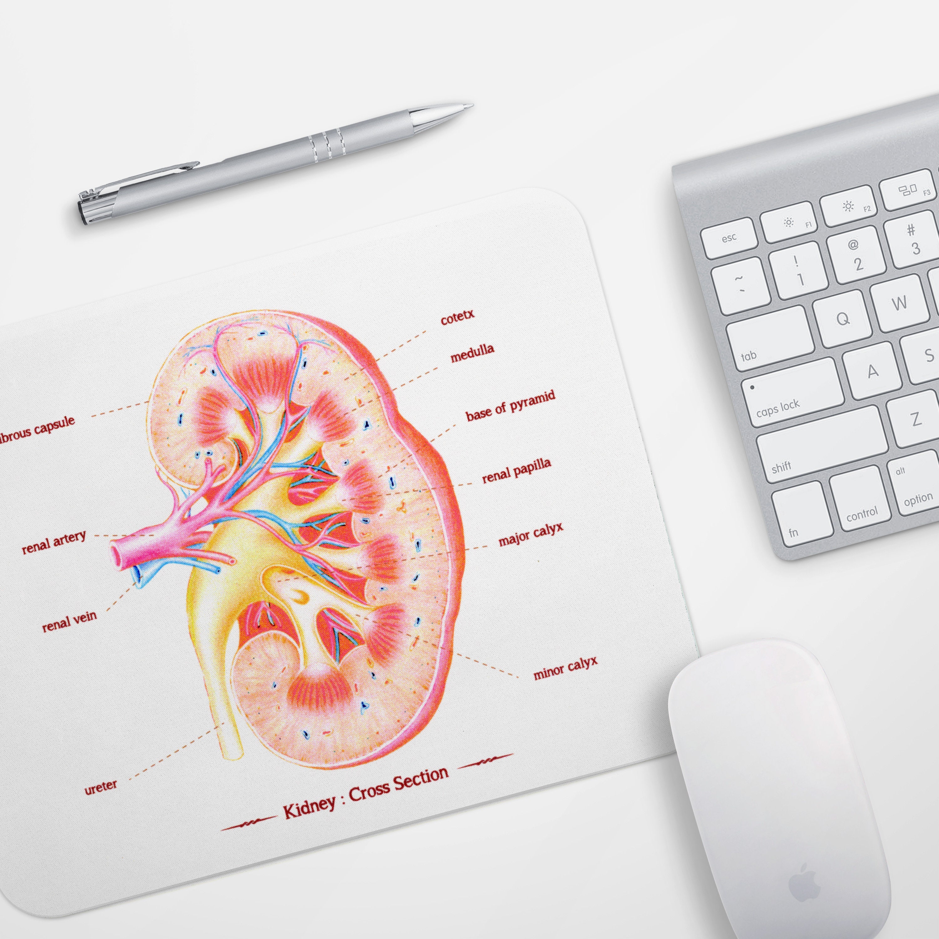 Kidney Anatomy Art Mouse Mat, Mouse Pad, Gift for Doctor, Science Gift ...