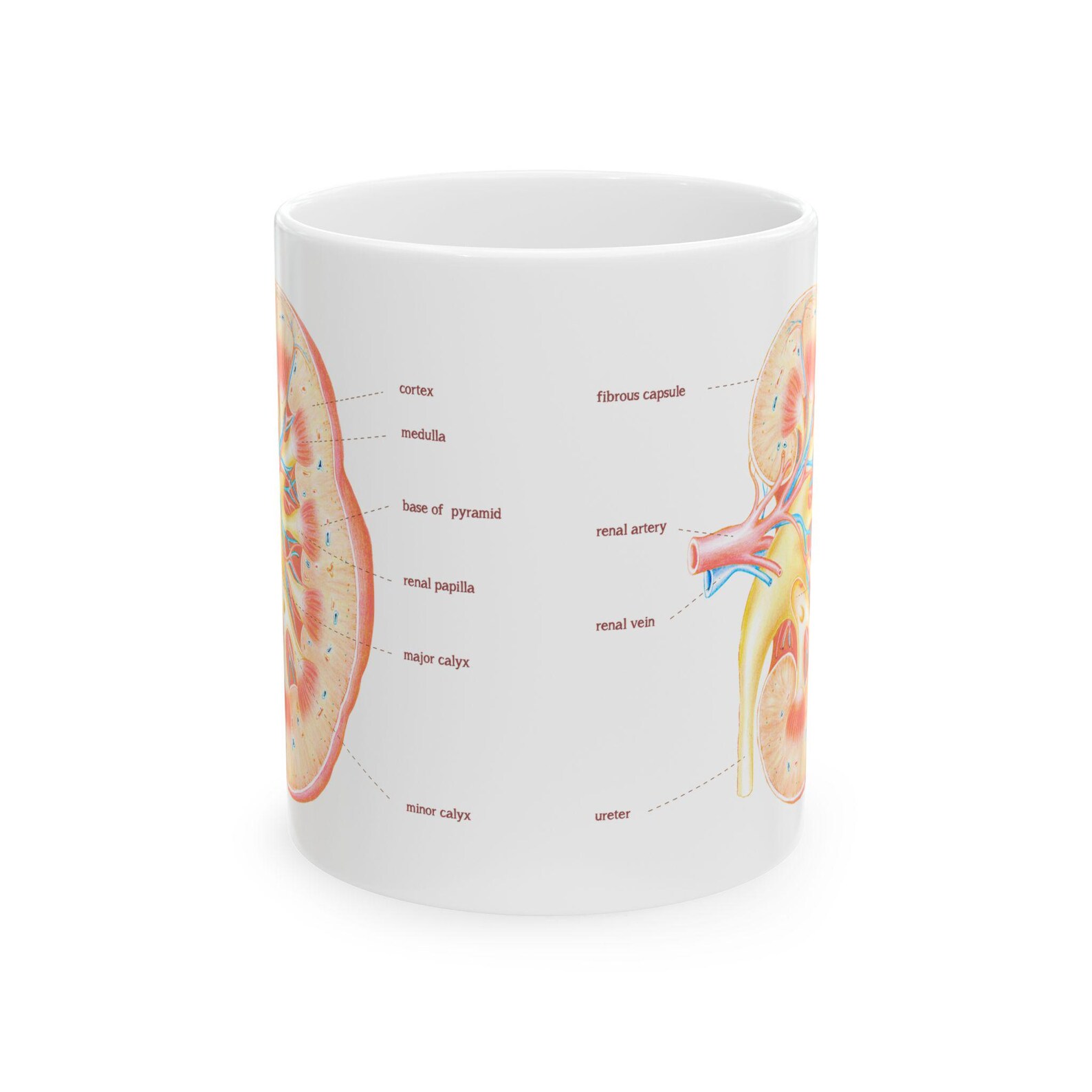 Kidney Anatomy Mug: Medical Student Nephrology Coffee Cup - Etsy