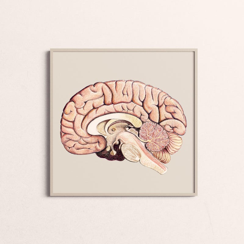 Cerebellum Anatomy Poster - Etsy