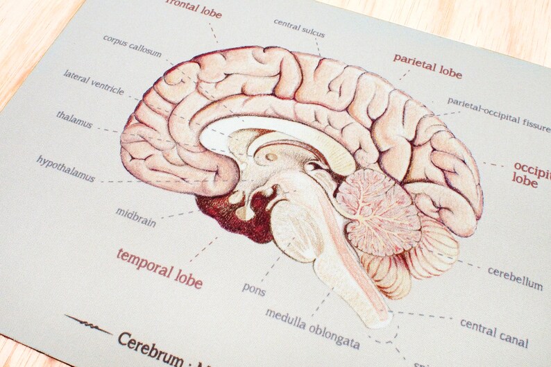 Brain Anatomy Art Mouse Mat Mouse Pad Gift for Doctor - Etsy