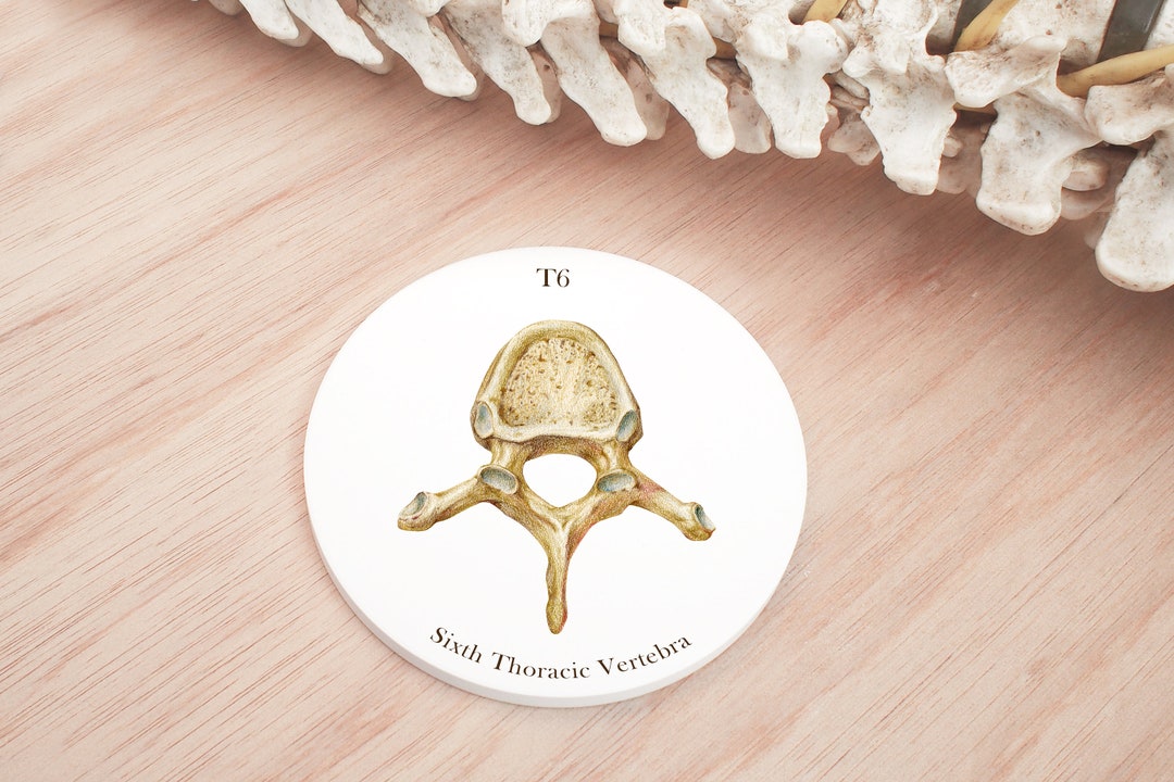 6th Thoracic Vertebrae Coaster Anatomy Art and Medical - Etsy