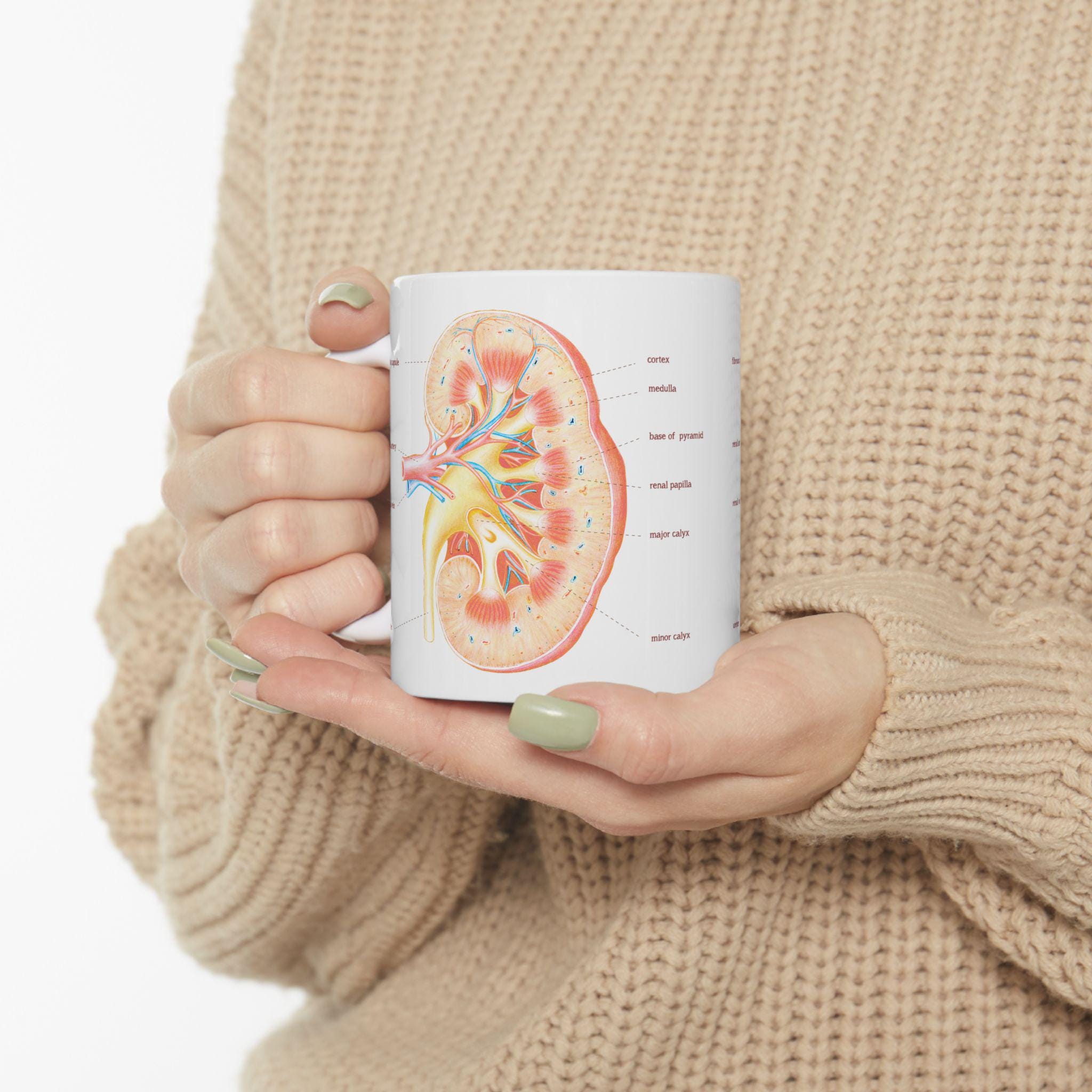 Kidney Anatomy Mug: Medical Student Nephrology Coffee Cup - Etsy