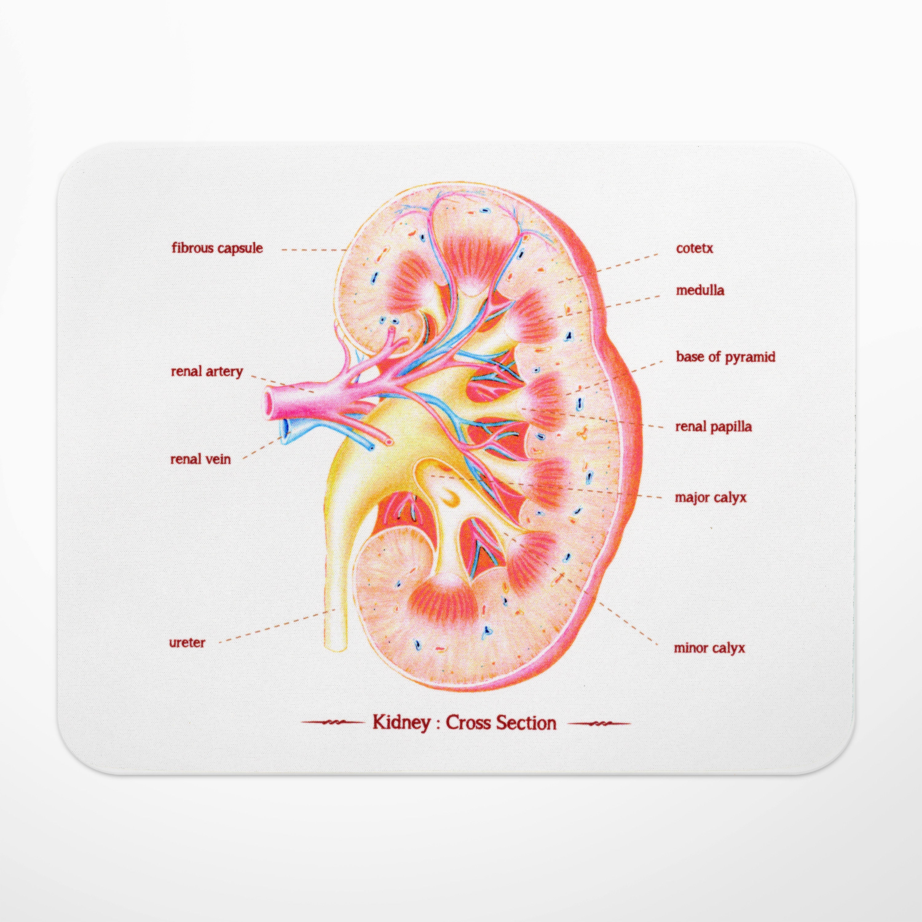 Kidney Anatomy Art Mouse Mat, Mouse Pad, Gift for Doctor, Science Gift ...