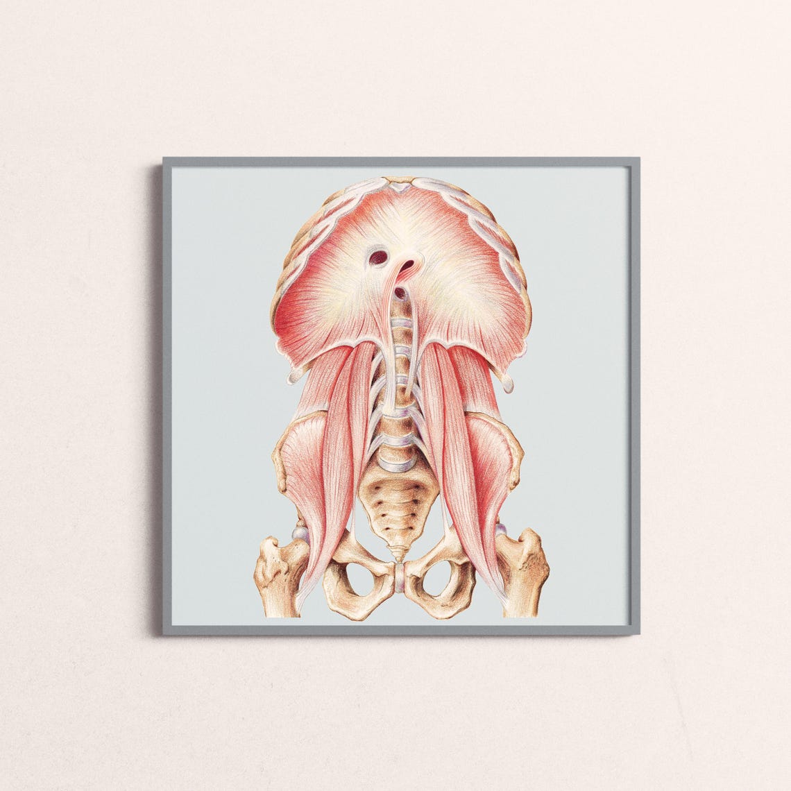 Art Print-diaphragm and Surroundings | Doctor Gift, Nurse Gift, Medical ...