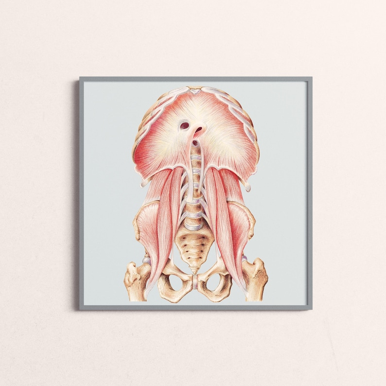 Art Print-diaphragm and Surroundings | Doctor Gift, Nurse Gift, Medical ...