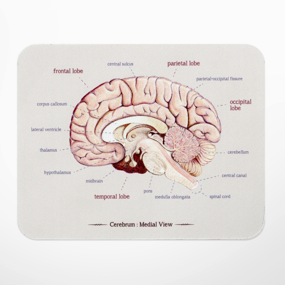Brain Anatomy Art Mouse Mat, Mouse Pad, Gift for Doctor, Medical ...