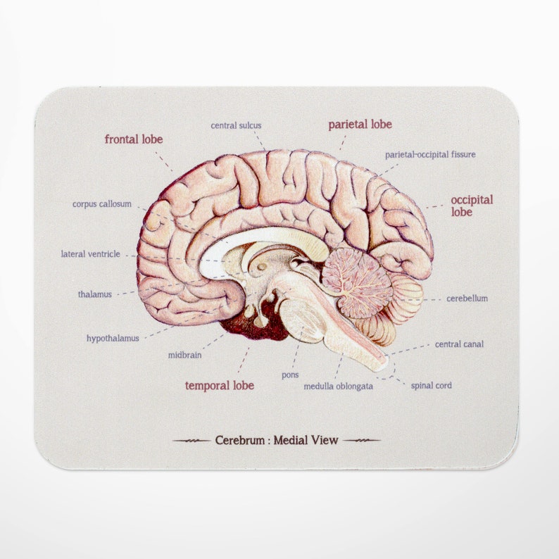 Brain Anatomy Art Mouse Mat, Mouse Pad, Gift for Doctor, Medical ...