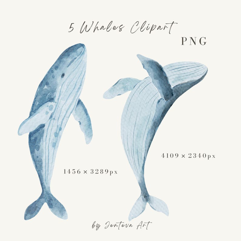 Watercolor Whales Clipart: Hand-painted Undersea Illustrations (digital ...