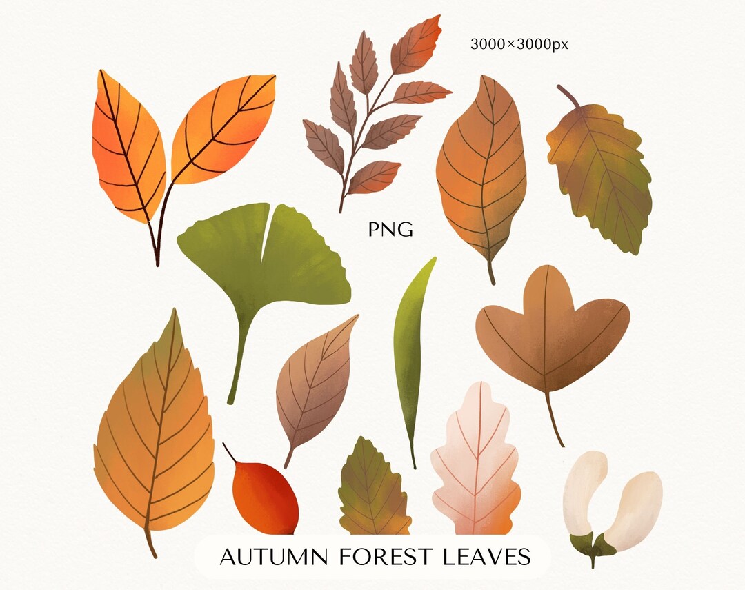 Autumn Leaves Clipart Fall Leaves PNG Leaf PNG Autumn - Etsy UK