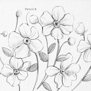 Adobe Photoshop Realistic Graphic Pencil Brushes, Photoshop Brushes ...