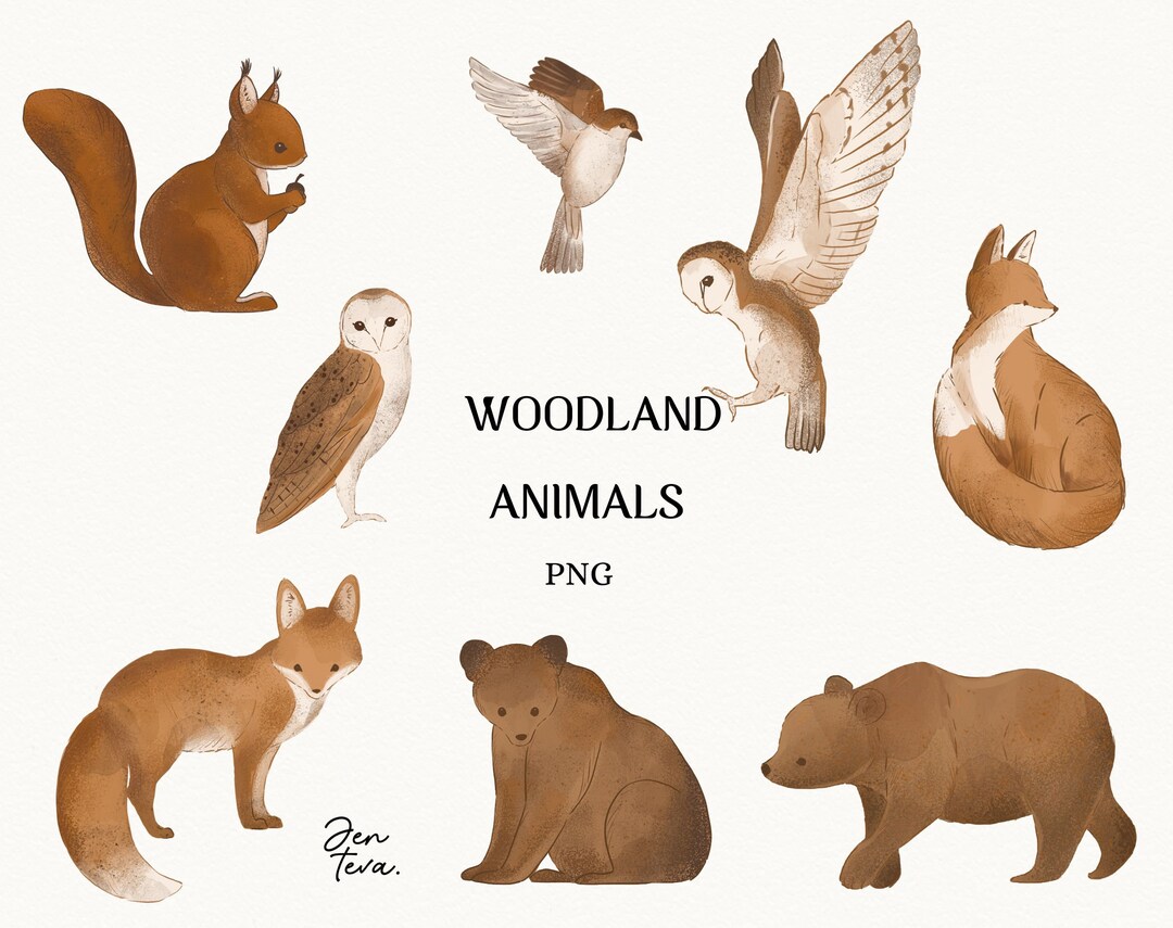 Woodland Animals Clipart Owl Png Squirrel Png Bear Clipart - Etsy