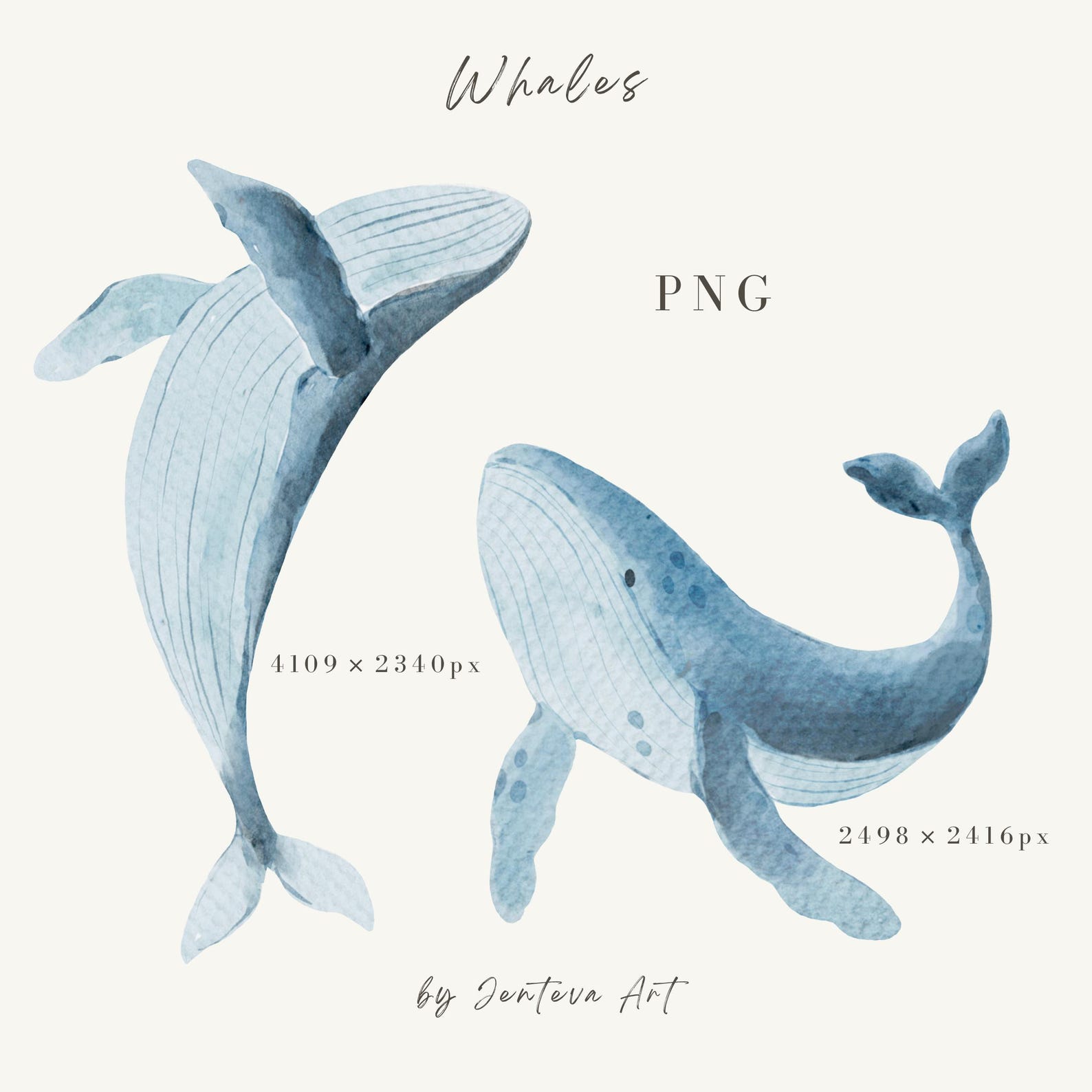 Watercolor Under Sea Clipart: Whales, Dolphins, Sharks (digital ...
