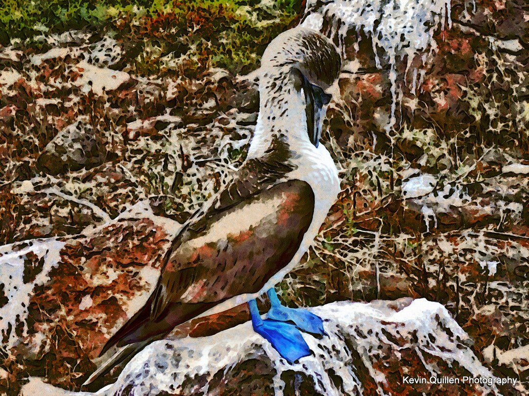 Blue Footed Booby / Digital Painting Print/wall Art - Etsy