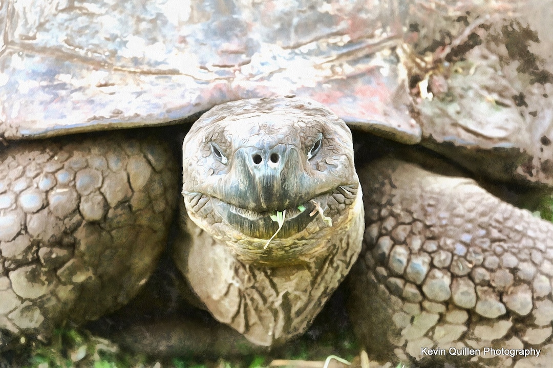 Galapagos Tortoise/ Digital Painting Print/wall Art - Etsy