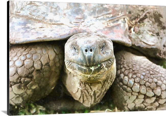 Galapagos Tortoise/ Digital Painting Print/wall Art - Etsy