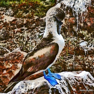 Blue Footed Booby / Digital Painting Print/wall Art - Etsy