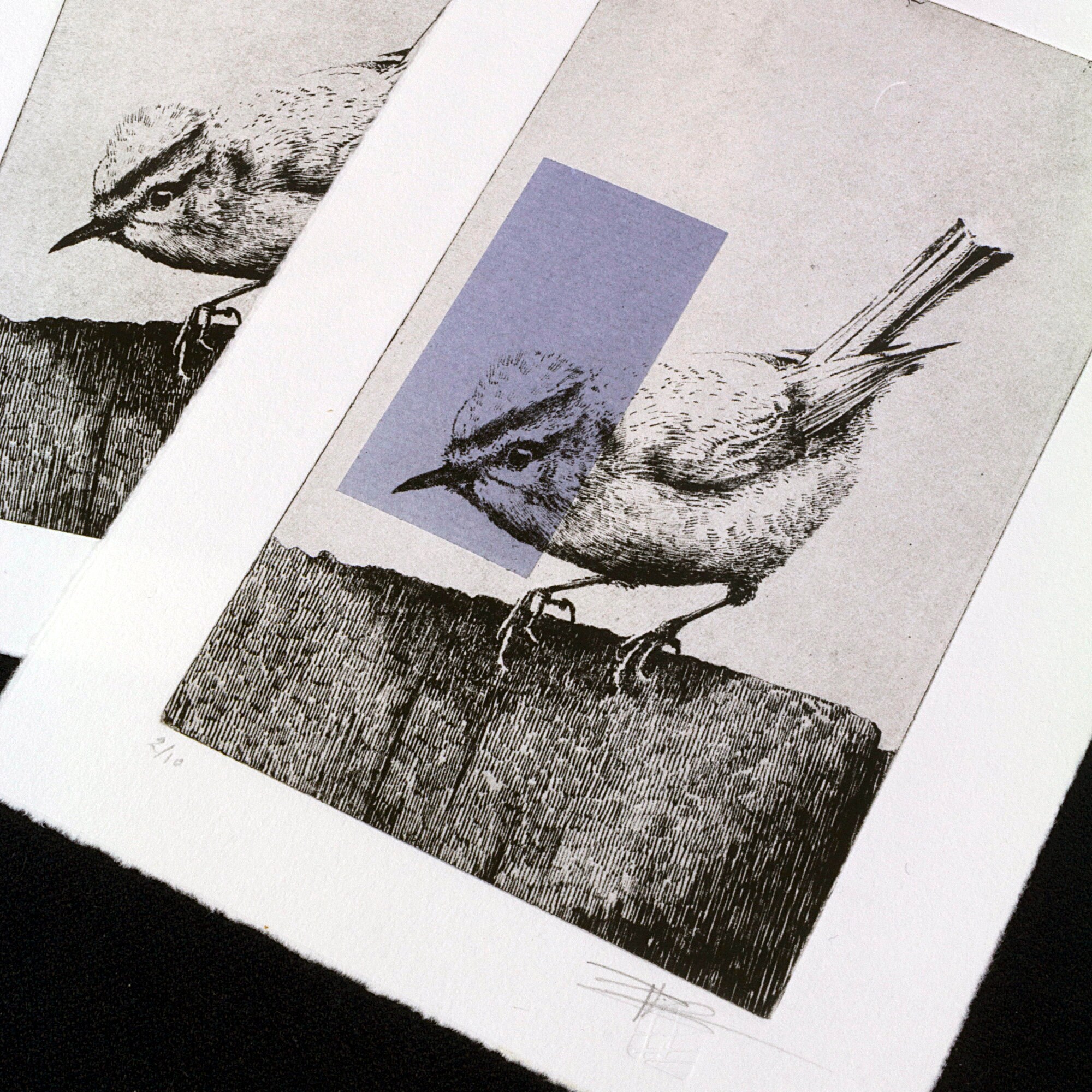 Original Etching / Limited Edition Fine Art Print / Intaglio / Bird ...