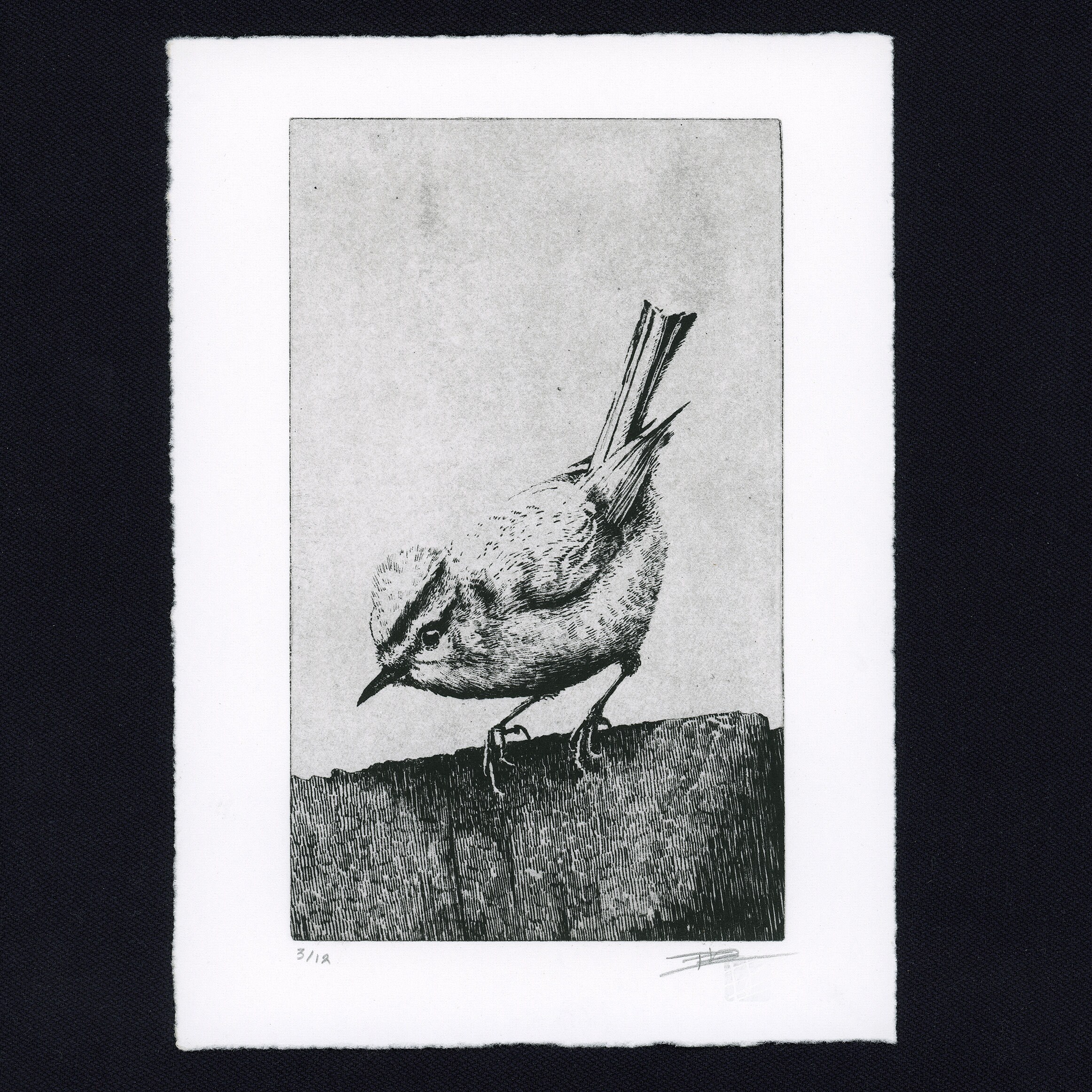 Original Etching / Limited Edition Fine Art Print / Intaglio / Bird ...