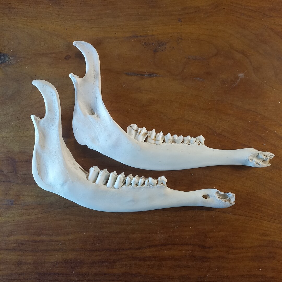 Red Deer Mandible A - Etsy