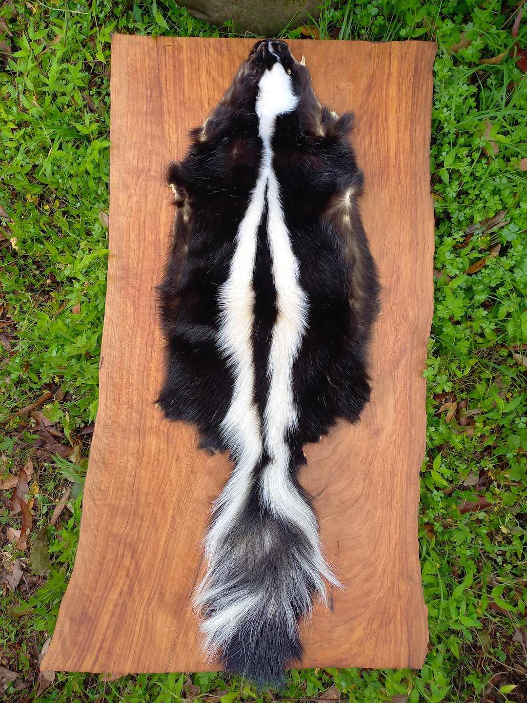 Striped Skunk Pelt - Etsy
