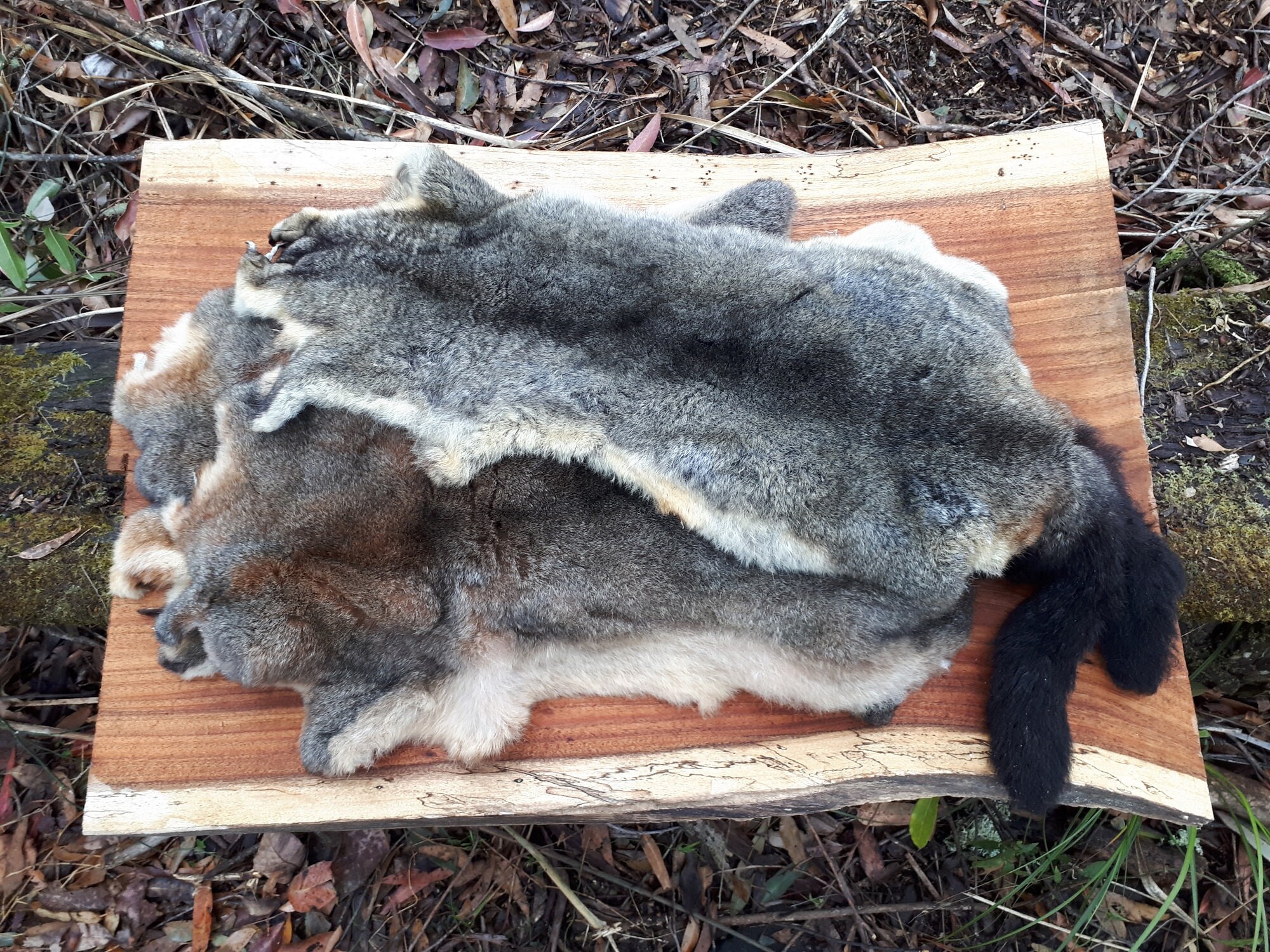 Brushtail Possum Pelt - Etsy