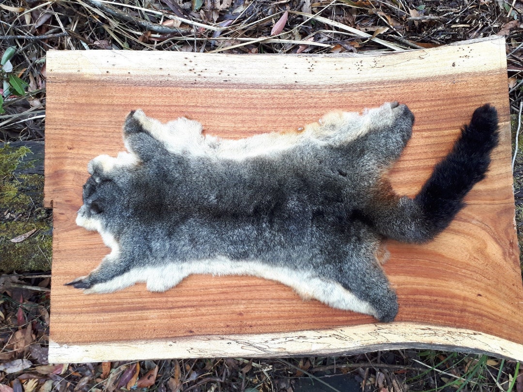 Brushtail Possum Pelt - Etsy Australia