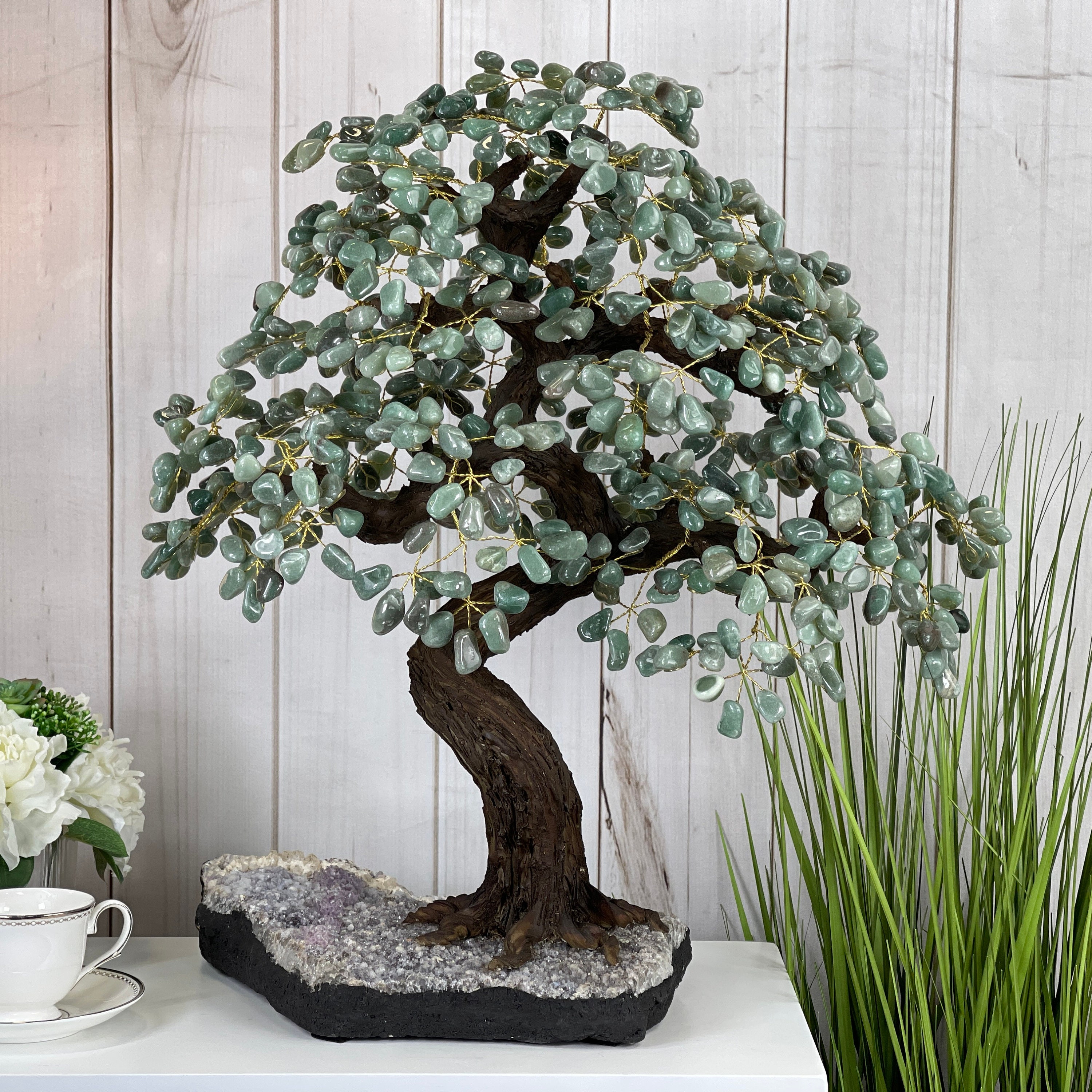 Silver Dollar Eucalyptus Bonsai