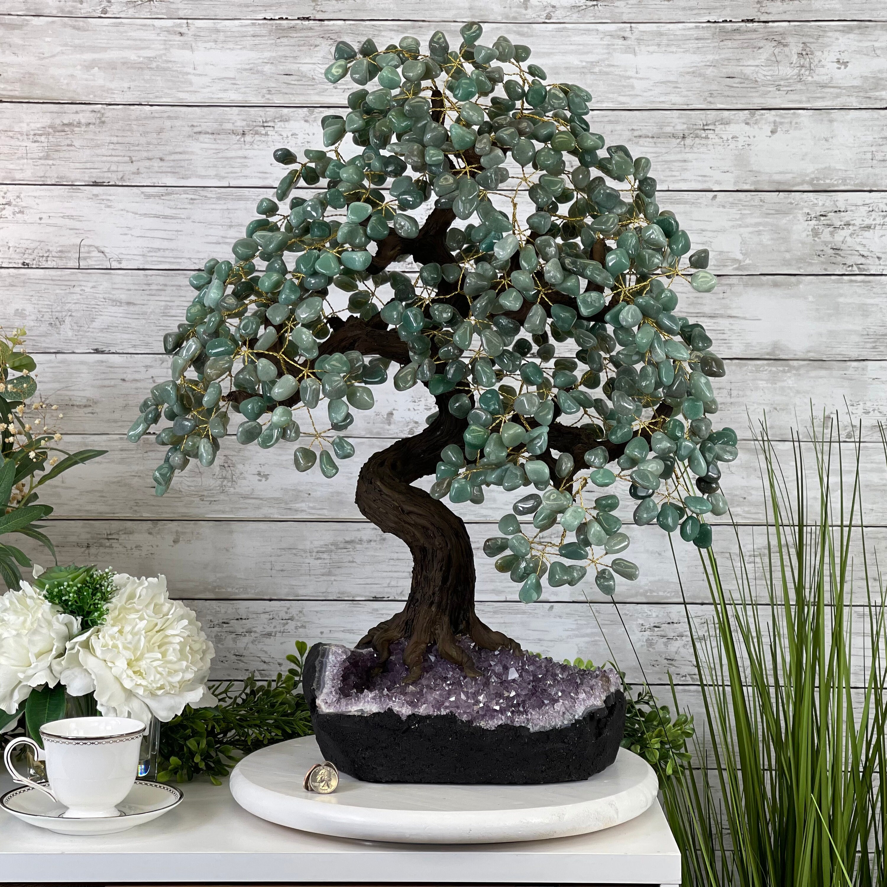 Silver Dollar Eucalyptus Bonsai