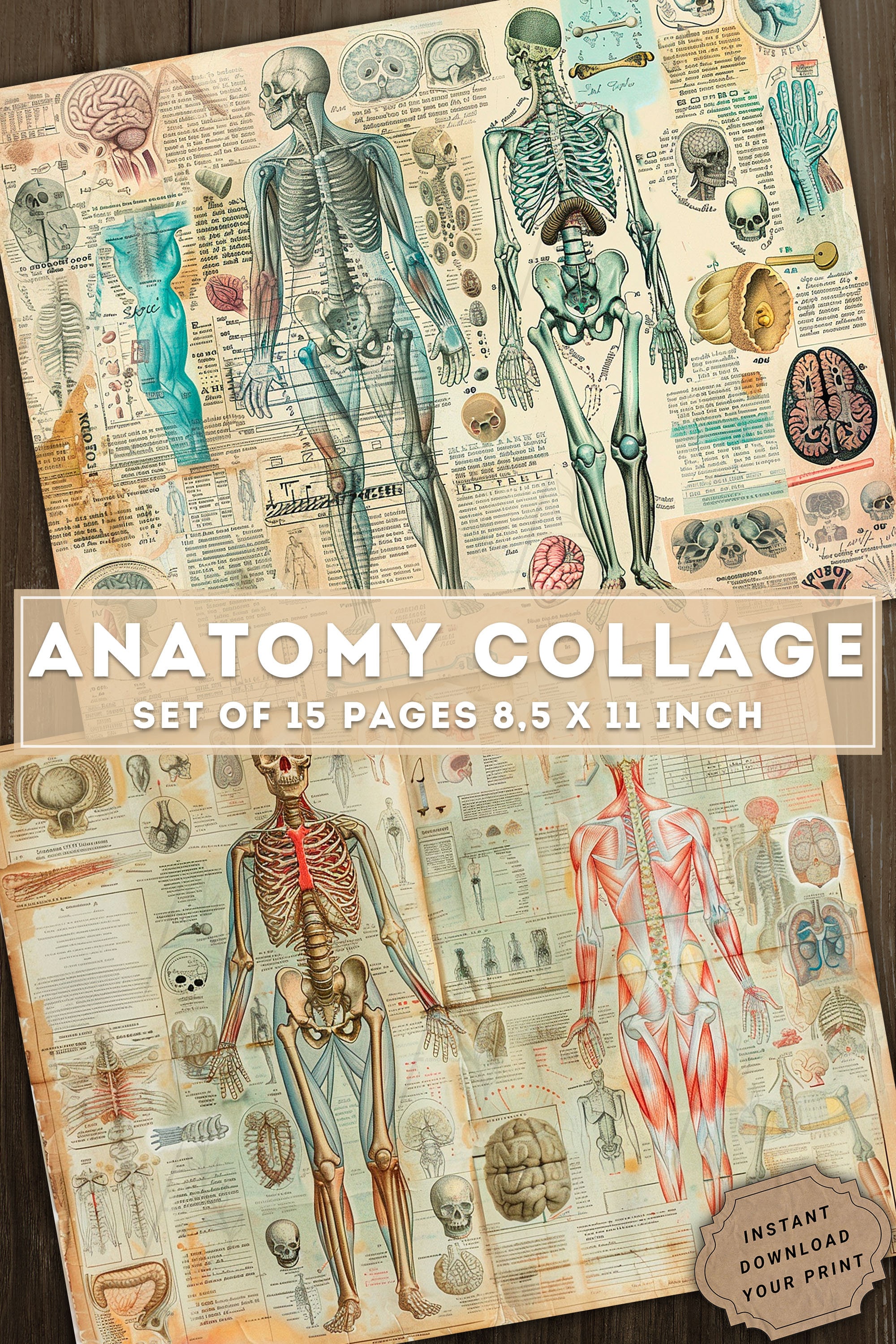 Anatomy Collage, Junk Journal, Vintage Medical Art, Vintage Medical ...