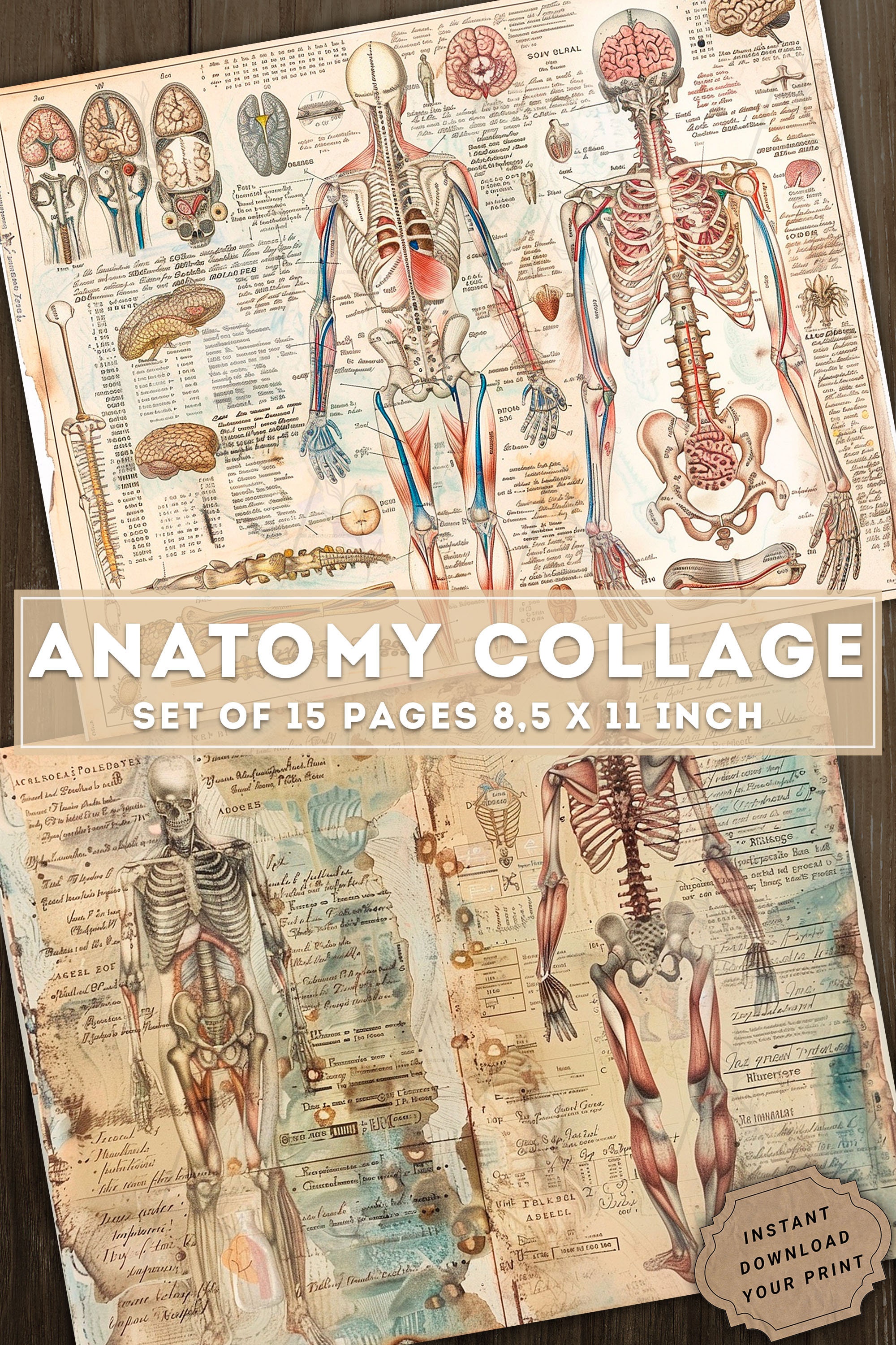 Anatomy Collage, Junk Journal, Vintage Medical Art, Vintage Medical ...
