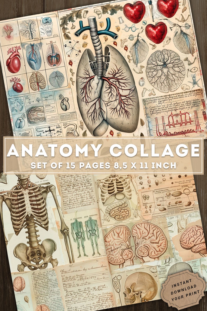Anatomy Collage, Junk Journal, Vintage Medical Art, Vintage Medical ...