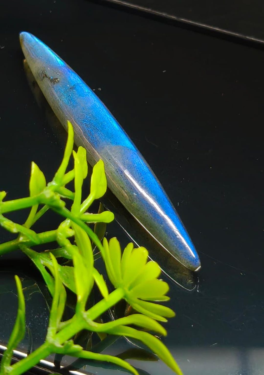 Purple Natural Labradorite Nose Pincher Septum Tusk, 0g(8mm)size ...