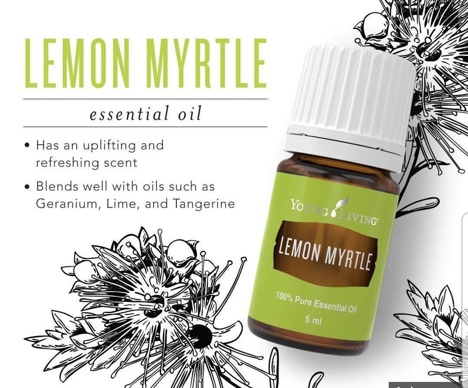 Lemon Myrtle Young Living Essential Oil 5 ml | Etsy