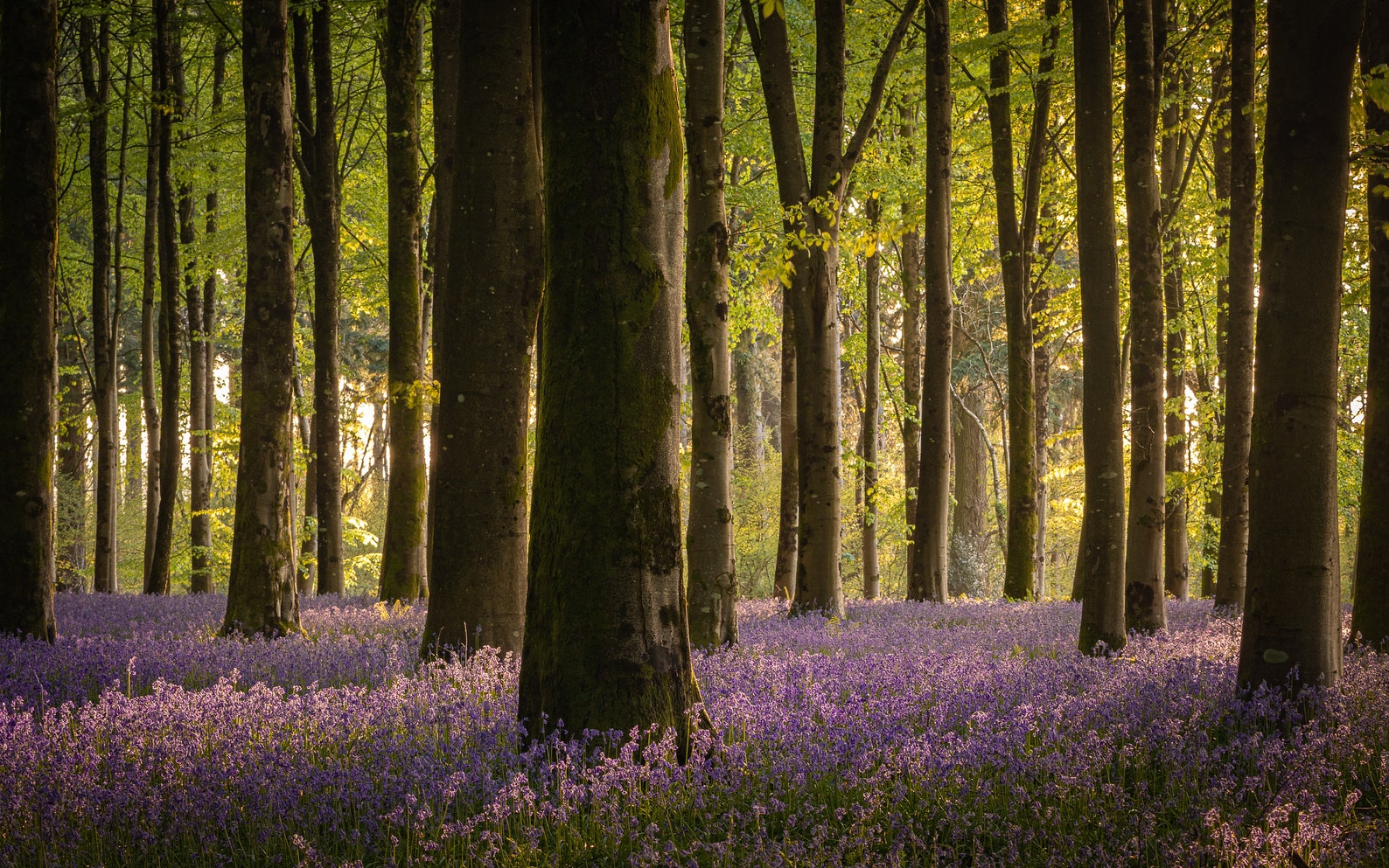 Bluebell Magic - Etsy UK