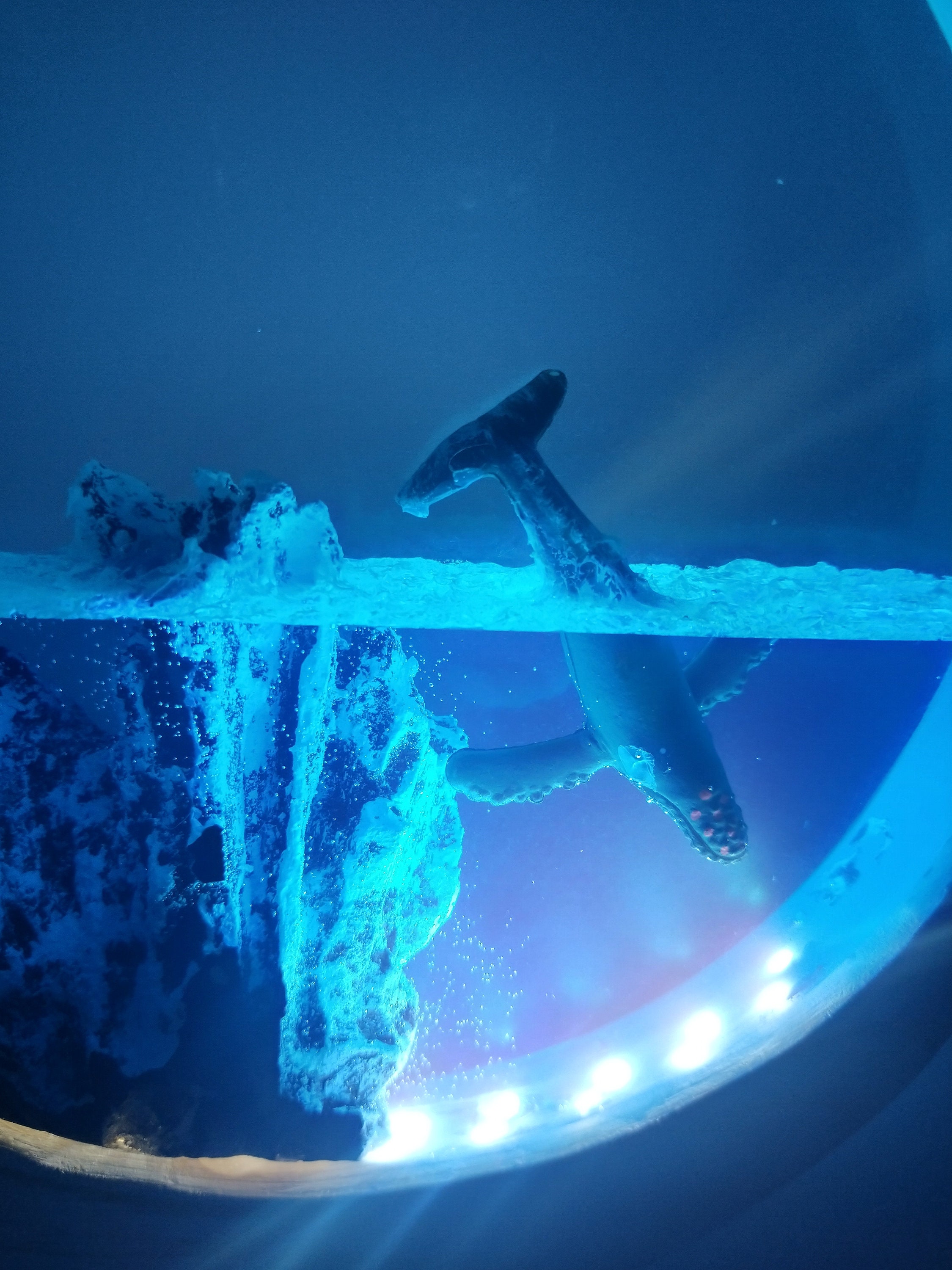 Humpback Whale Epoxy Resin Whale Night Light, Kids Night Light, Ocean ...