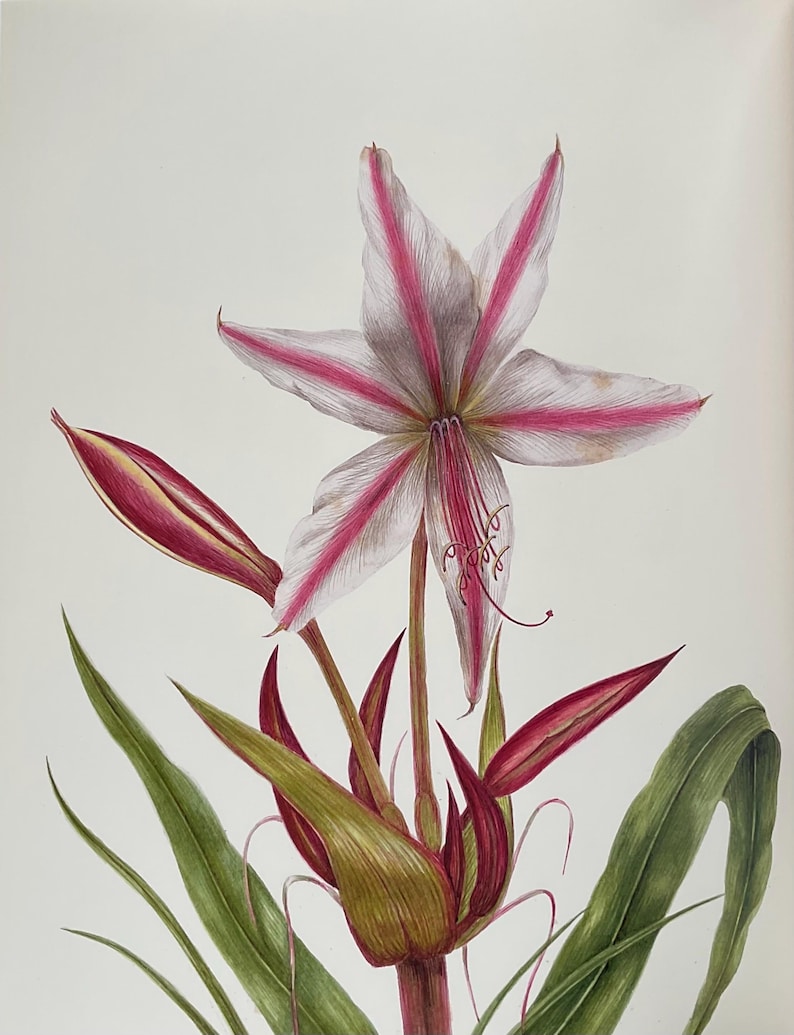 Women of Flowers: Australian Botanical Art 1830s-1960s - Leonie Norton ...
