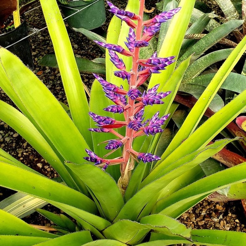 Blue Bromeliads Plant - Etsy