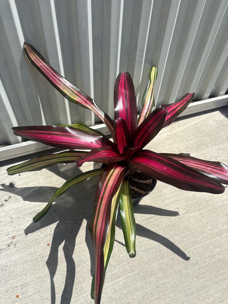Neoregelia 'margaret' - 6" Potted Bromeliad - Etsy