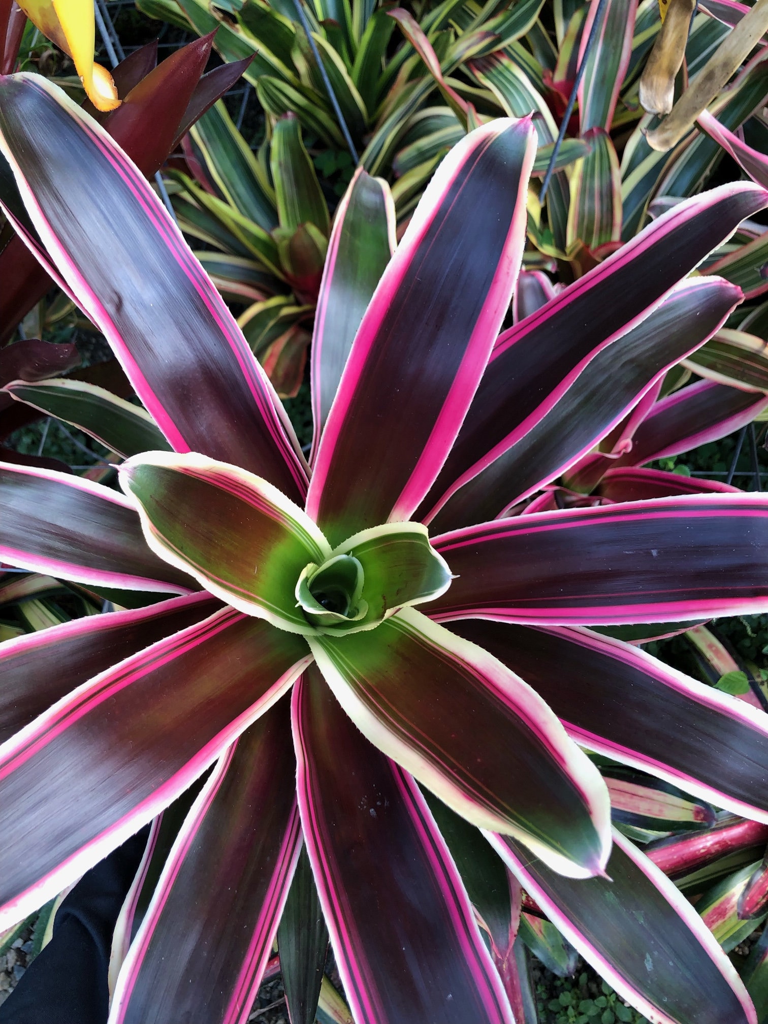 Neoregelia Rafael 6 - Etsy