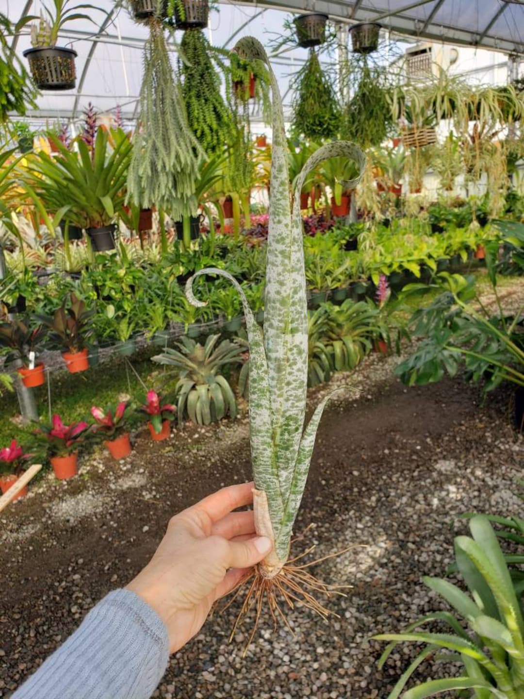 Quesnelia Marmorata 'tim Plowman' - Bromeliad Cutting - Etsy