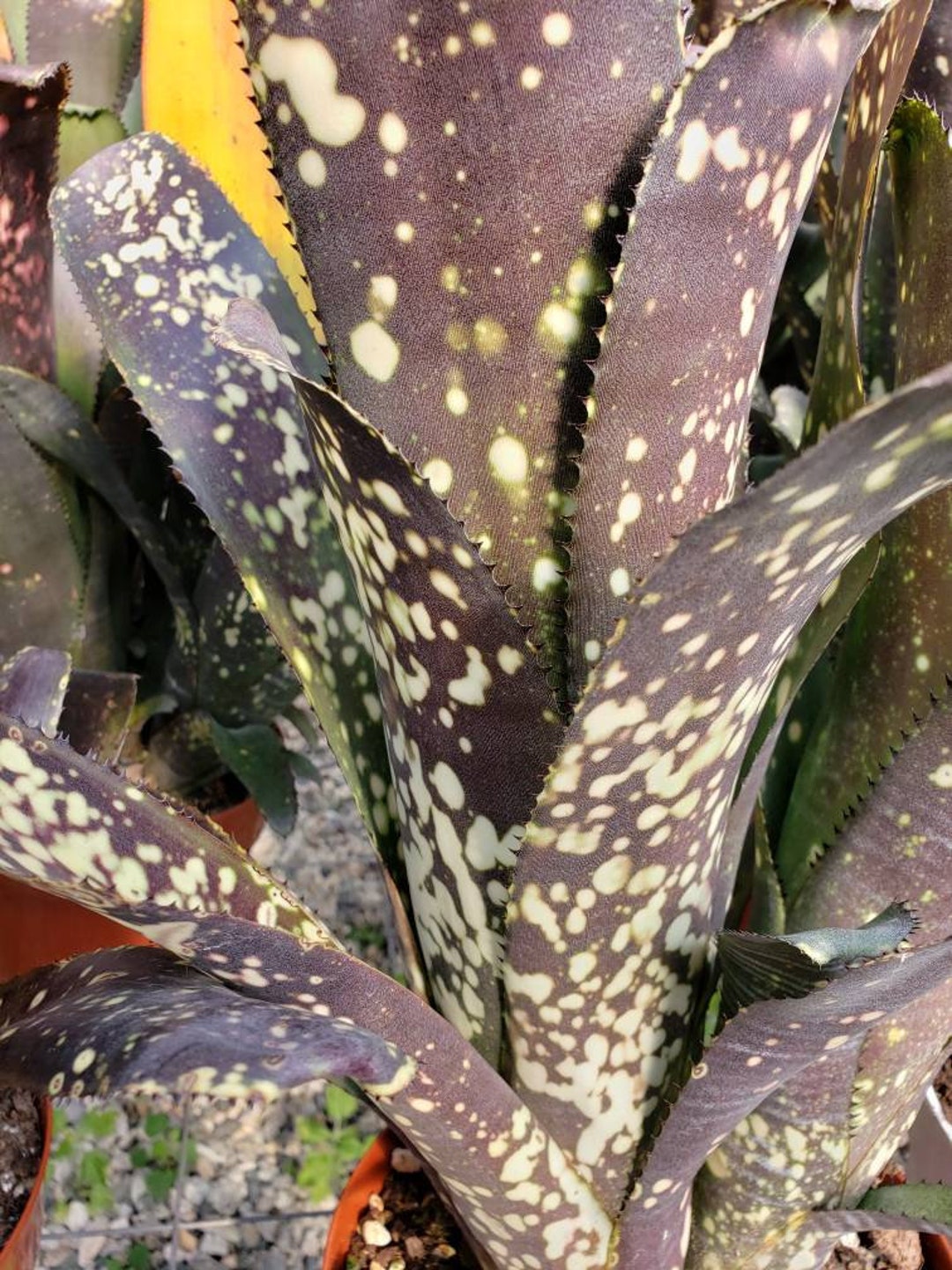 Billbergia 'lots of Spots' - Etsy