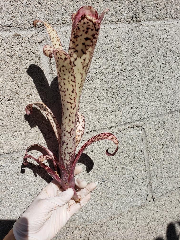 Lisa Tetzlaff's Instagram, Twitter & Facebook on IDCrawl