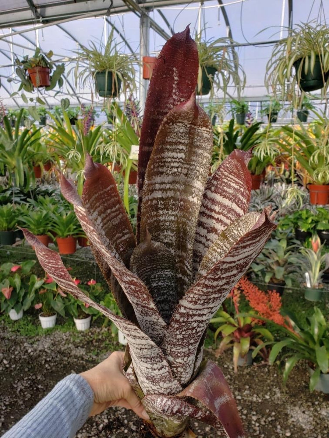 Hohenbergia 'fudge Ripple' - Etsy