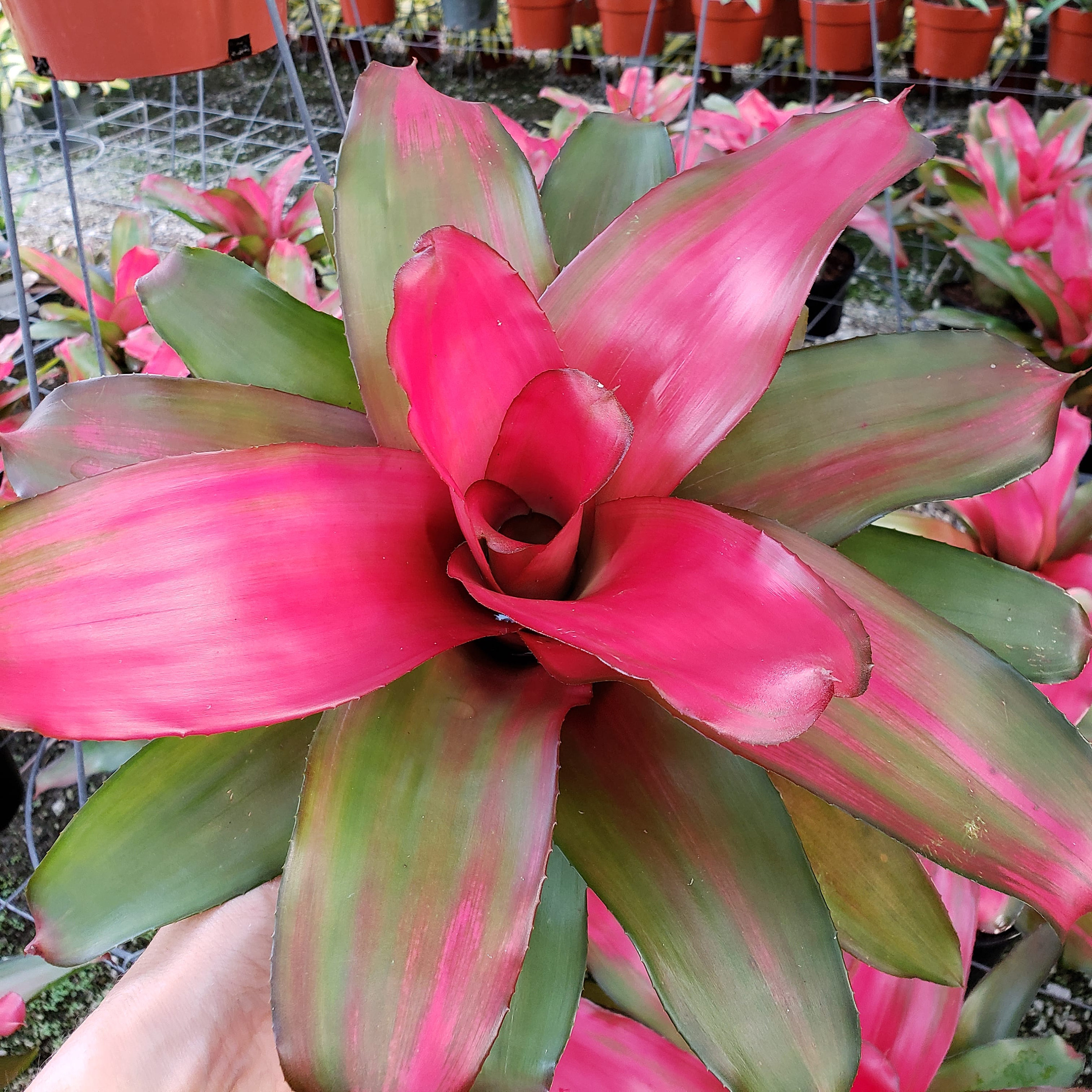 NEOREGELIA 'MAGALI' 6" - Etsy