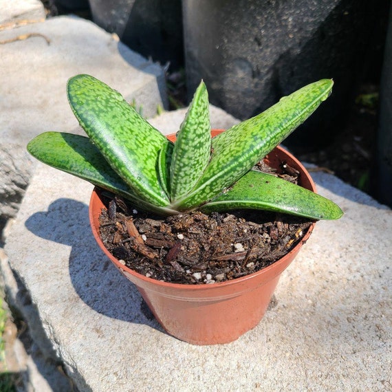 Gasteria Exelsa 4 - Etsy