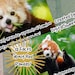 Red Panda Fact Cards Printable File for Kids Who Love Turning Red ...